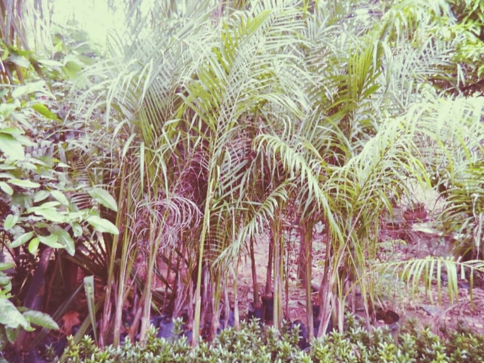 Biologando: biologando sobre as folhas ;)